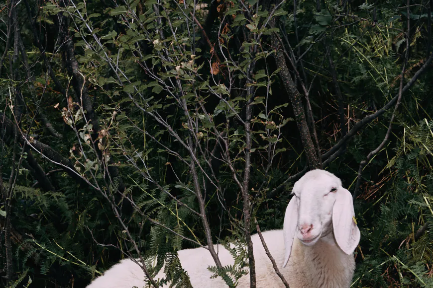 Amsterdam Exhibition Explores How Humans Shaped Sheep - Varient - News ...