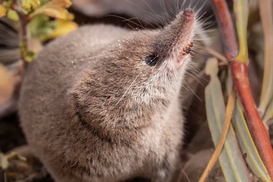 Elusive, palm-sized shrew caught on camera for the first time - Varient ...
